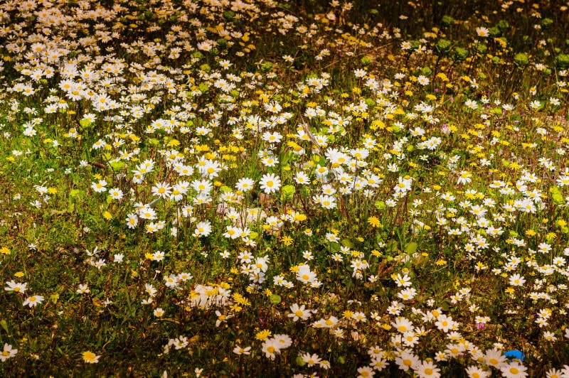 Daisy Field in a Day of Spring Stock Image - Image of mugla, rural ...