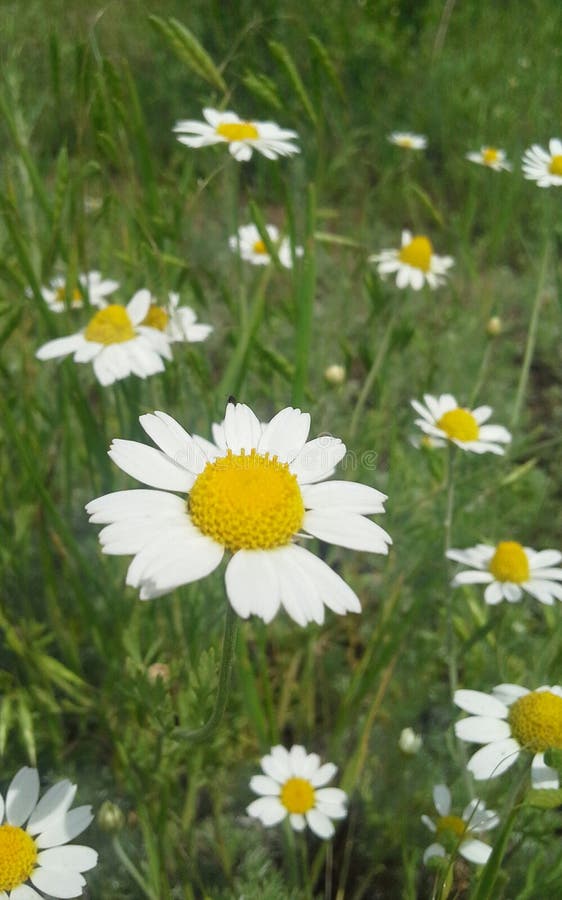 Daisy field stock image. Image of macro, flowers, field - 76652611