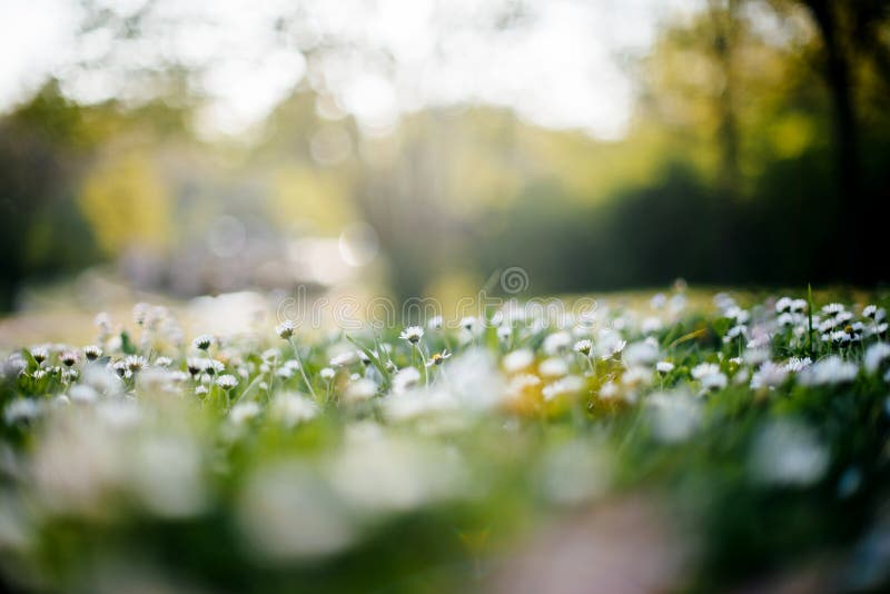 Daisy Field with Multiple Flowers and Sun Flare Stock Photo - Image of ...
