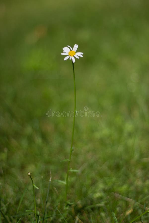 Daisy in Field stock photo. Image of ground, wildflowers - 73987740