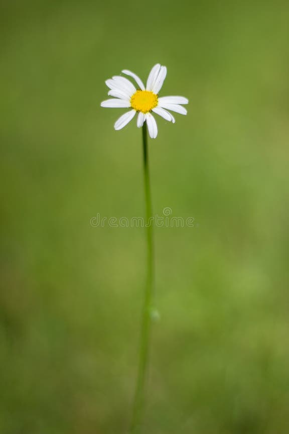Daisy in Field stock photo. Image of standing, wildflowers - 73987764