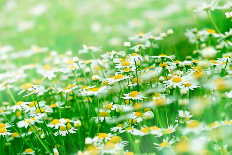 Daisy field stock image. Image of botanical, daisy, flower - 36737565