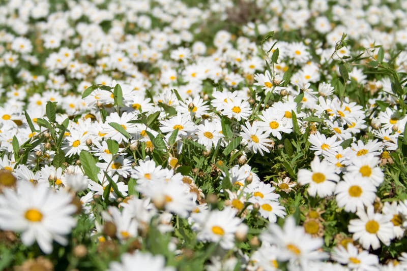 Daisy field in spring stock image. Image of landscape - 4824383