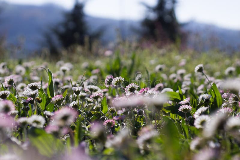Daisy Field stock image. Image of flower, environment - 91882509