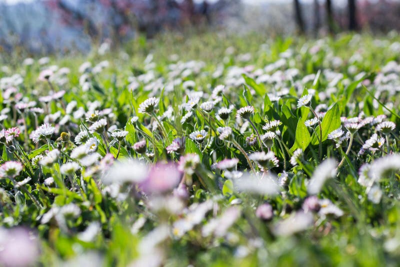 Daisy Field stock photo. Image of meadow, lawn, blossom - 91883056