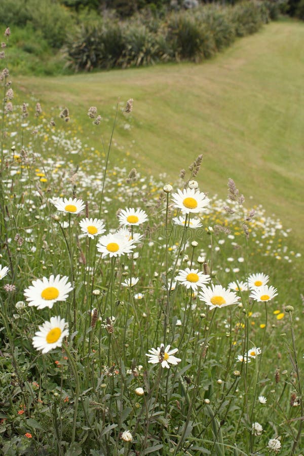 Daisy field in summertime stock image. Image of spring - 43723323