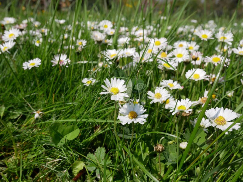 Daisy Field in the Sunny Summer Day Stock Photo - Image of spring ...