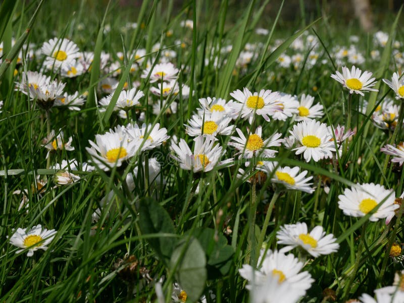 Daisy Field in the Sunny Summer Day Stock Photo - Image of spring ...