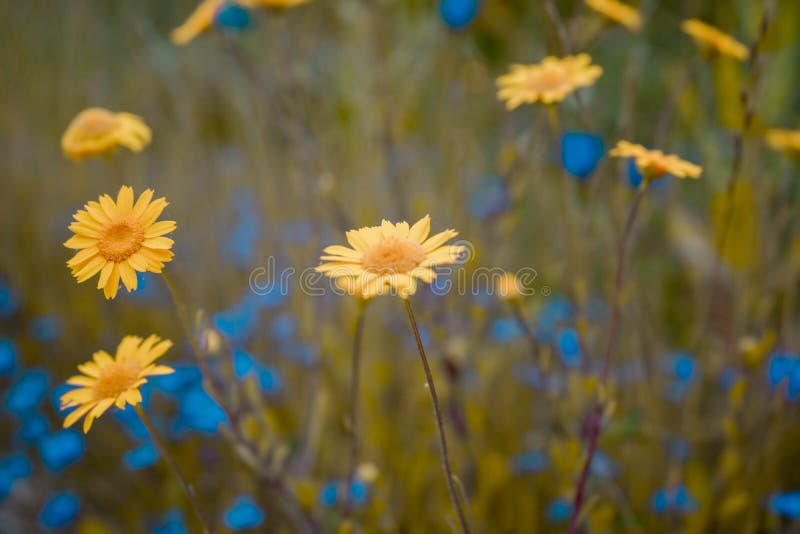 Daisy field at sunset stock image. Image of cultivated - 208963125