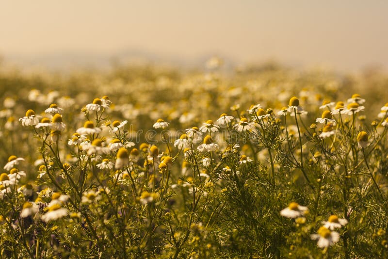 Daisy field stock photo. Image of bright, field, cornflower - 49853230