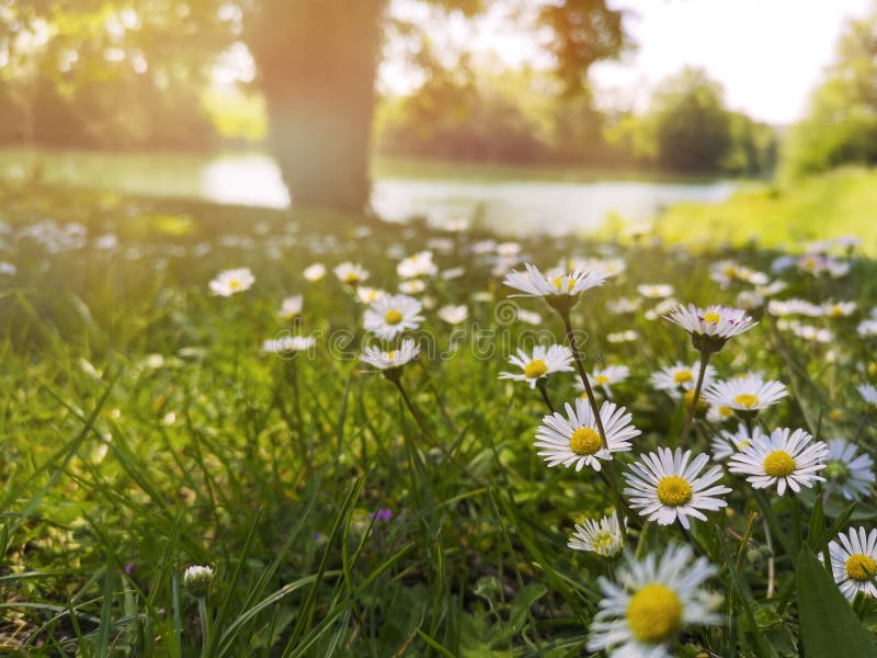 Daisy fields in spring stock photo. Image of blue, garden - 183380894