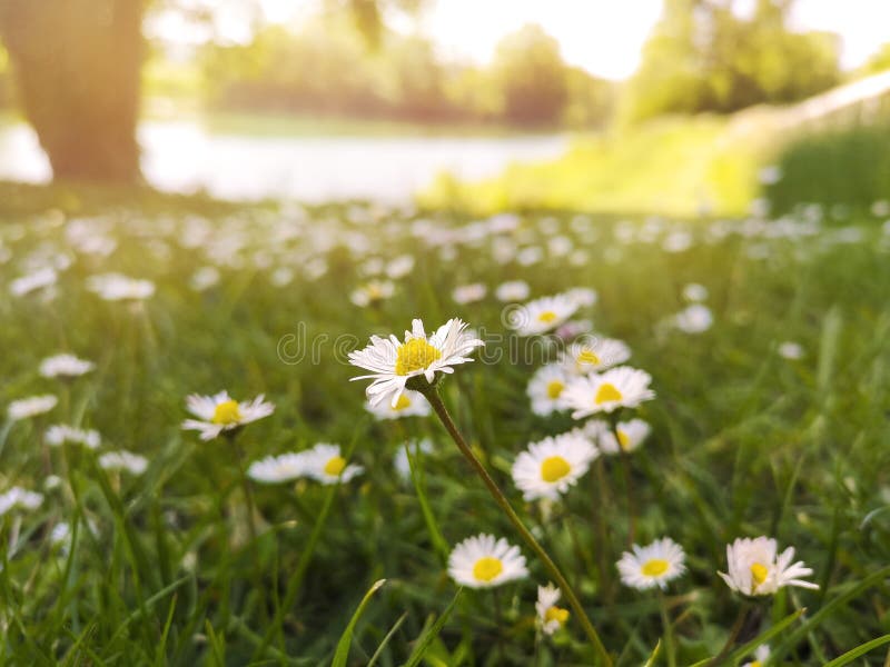 Daisy fields in spring stock image. Image of landscaped - 183380909