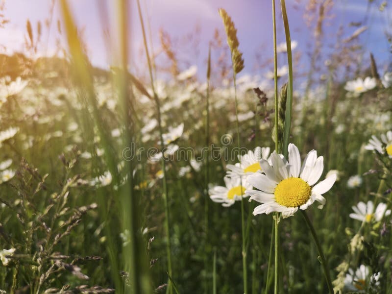Daisy fields in spring stock photo. Image of blossom - 183380942
