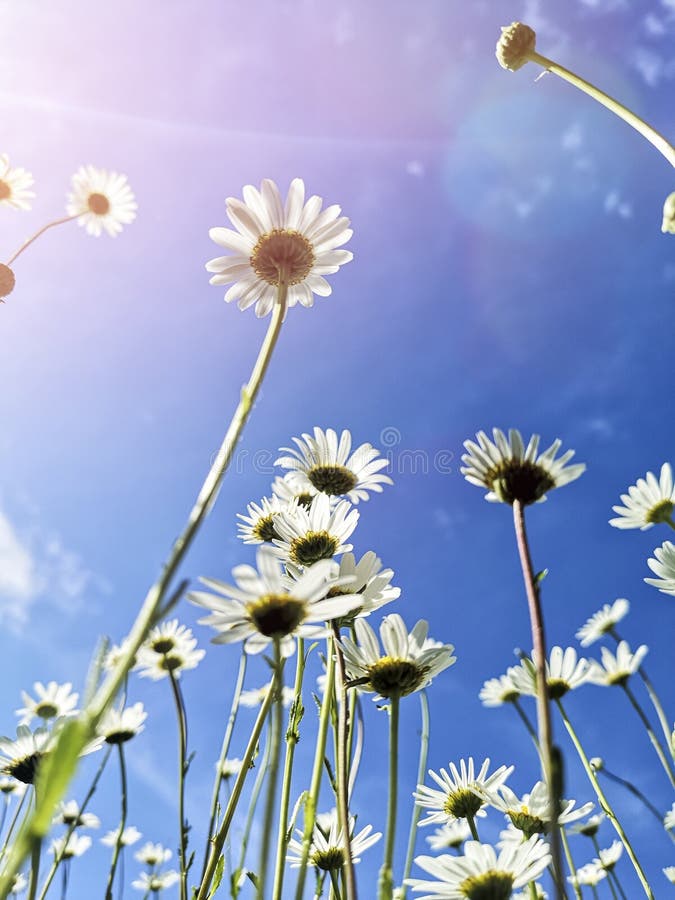 Daisy fields in spring stock image. Image of dandelion - 183380955