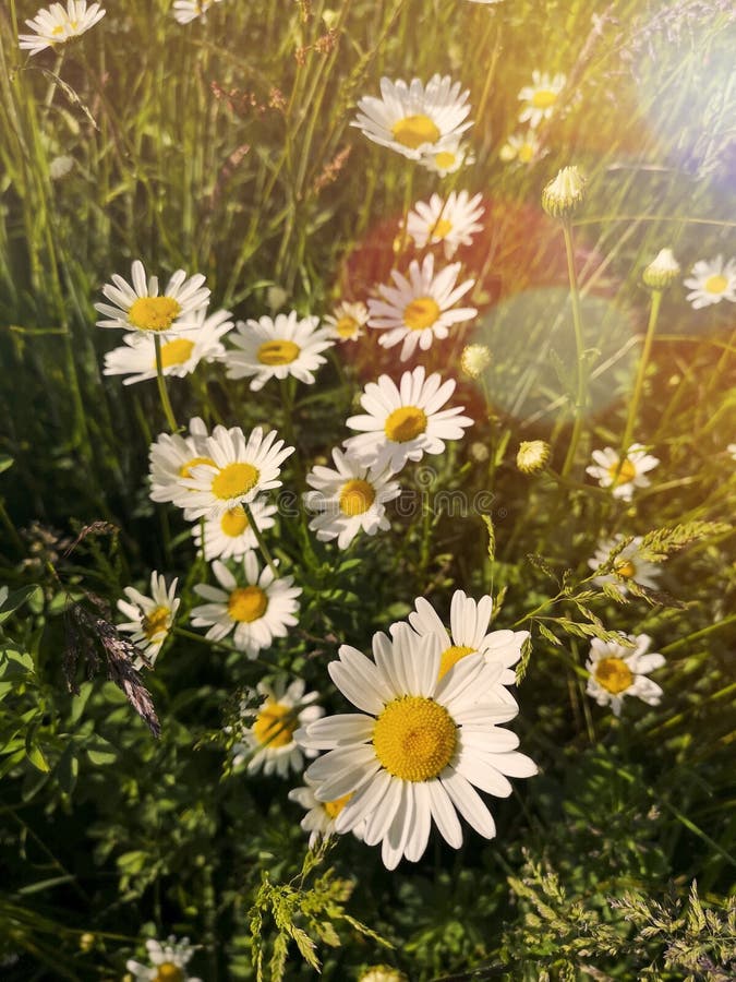 Daisy fields in spring stock image. Image of outdoor - 183380957