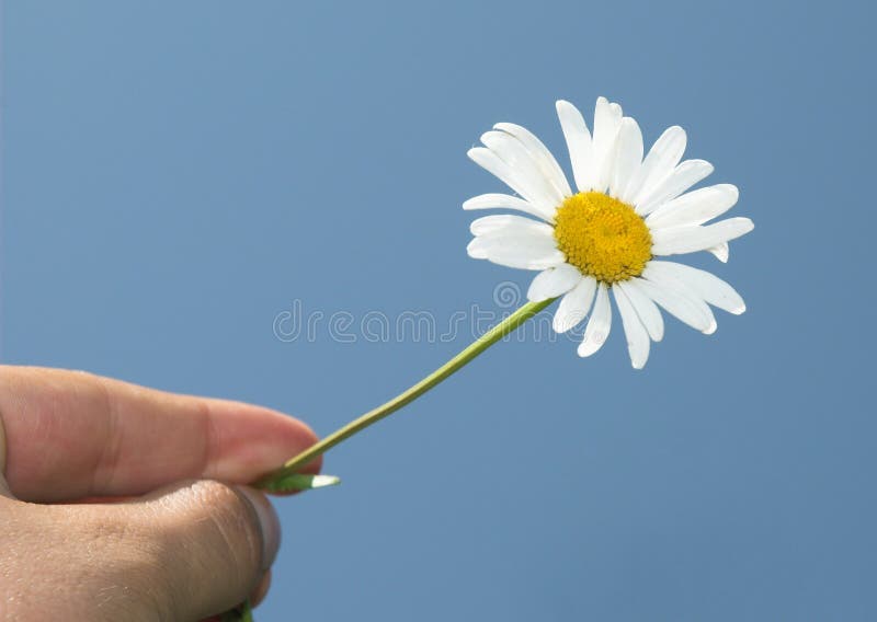 Daisy between the fingers stock image. Image of spring - 4829959