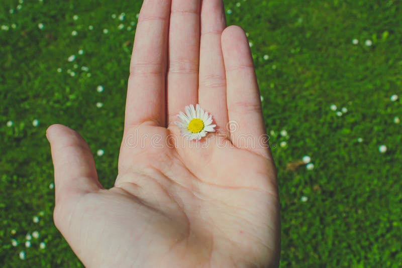 Daisy between the Fingers of the Hand Stock Image - Image of garden ...