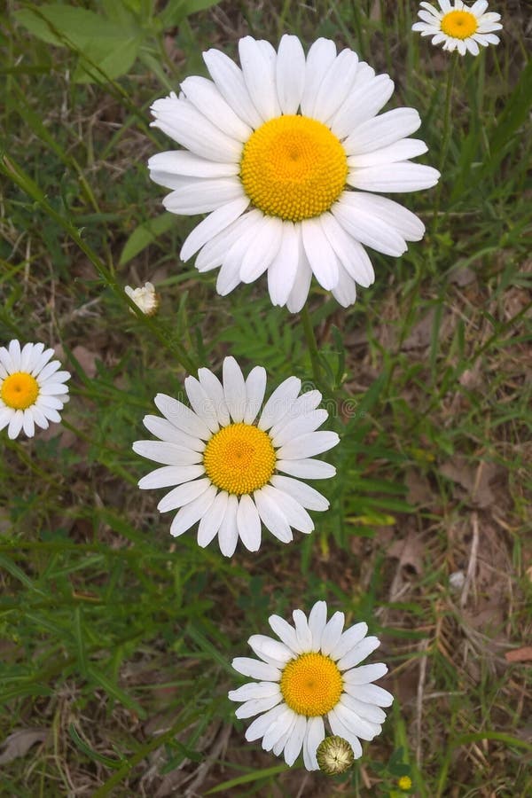 Daisy Fleabane stock photo. Image of landscaping, annuals - 92271338