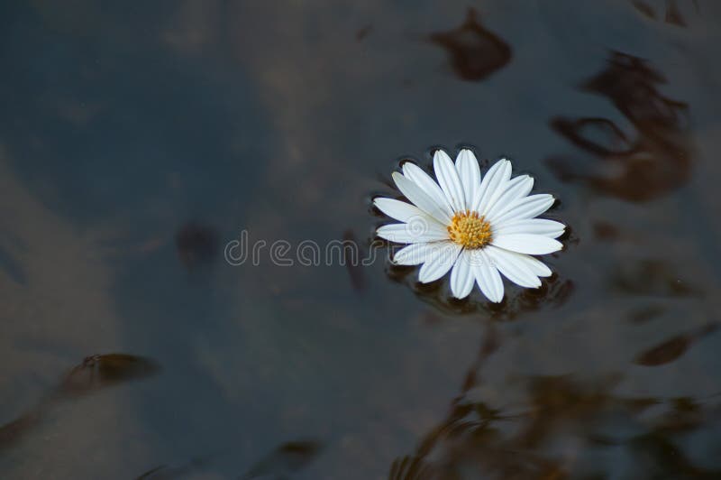 Daisy Floating in the Water Stock Photo - Image of blue, floral: 127437282