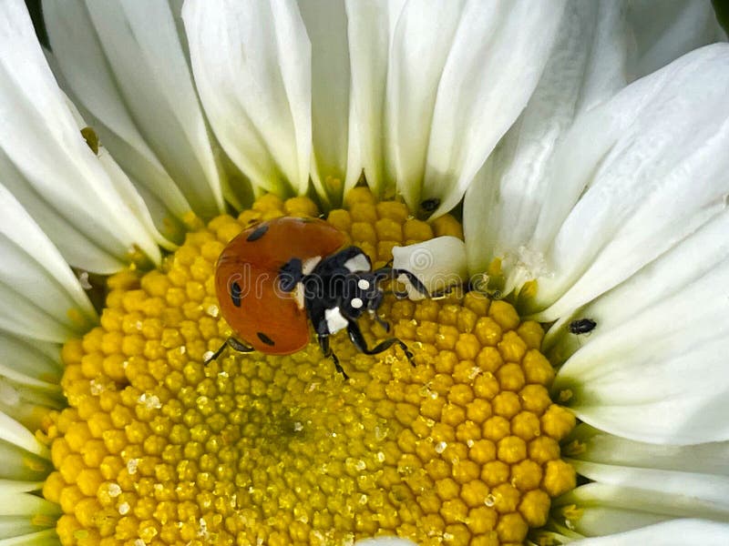Ladybug on Yellow Floret Daisy 02 Stock Photo - Image of petal, insect ...
