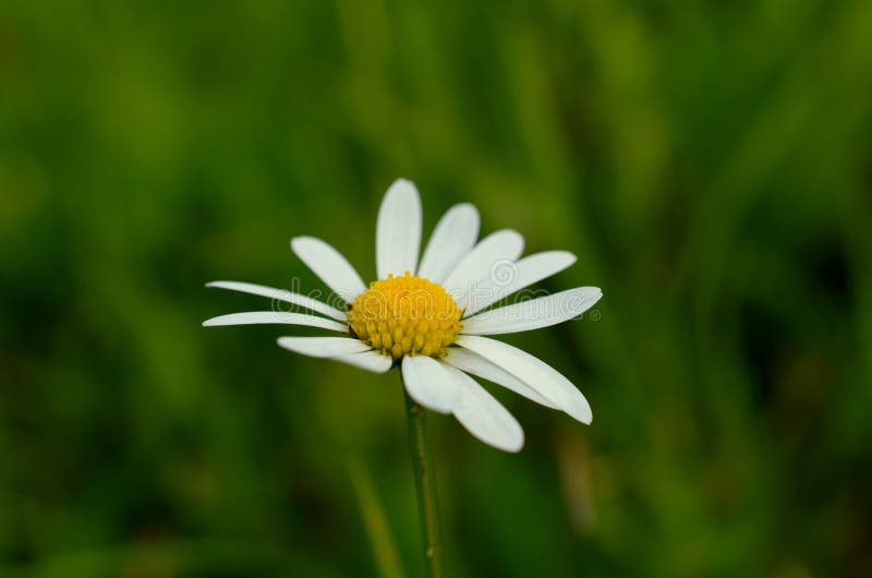 Daisy Flower foto de archivo. Imagen de flor, verde - 102405956