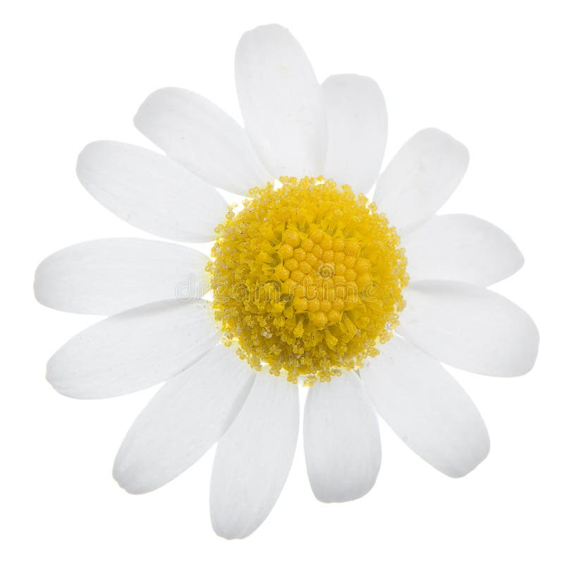 Daisy Flower foto de archivo. Imagen de flor, fondo - 106460430