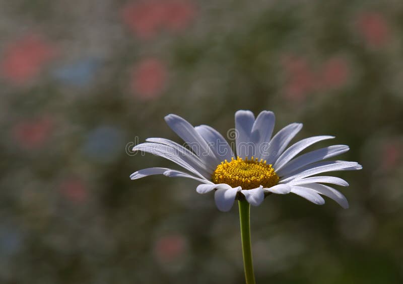 Even in the Difficult Moments - Grow Stock Image - Image of flower ...
