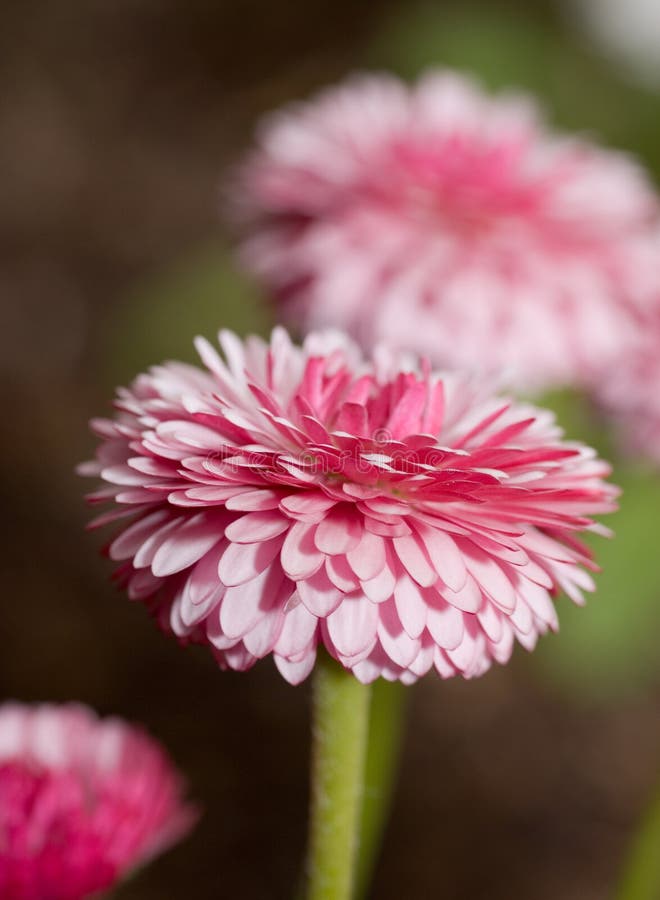 Daisy flower stock photo. Image of closeup, flower, beauty - 2475244