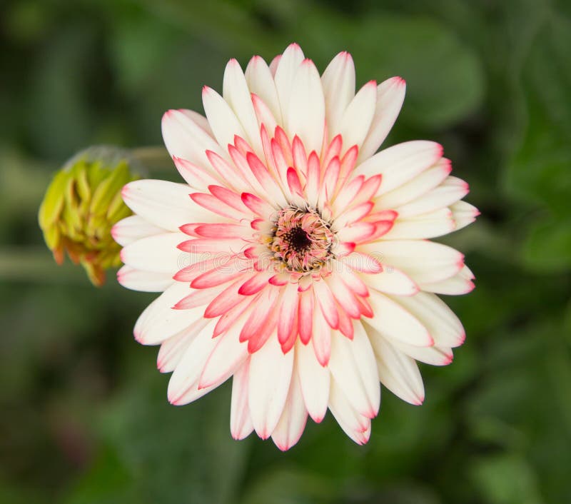 Daisy Flower foto de archivo. Imagen de pétalo, germinador - 43355574