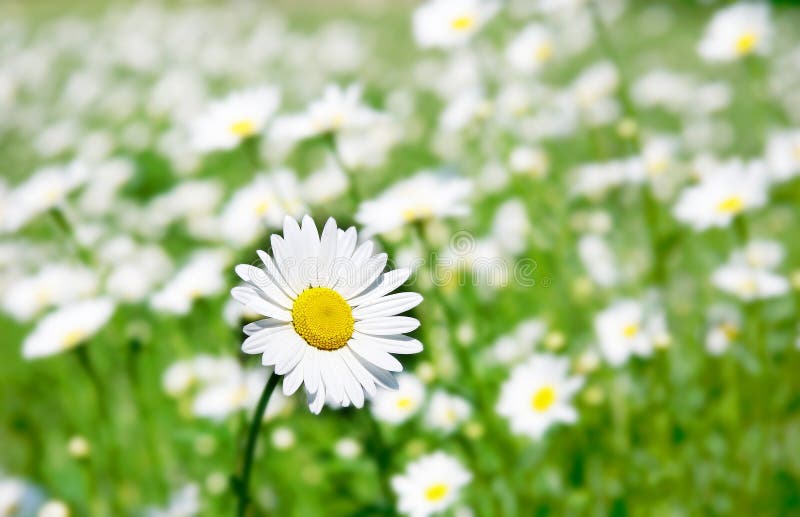 Daisy flowers alone stock photo. Image of green, flower - 13832944
