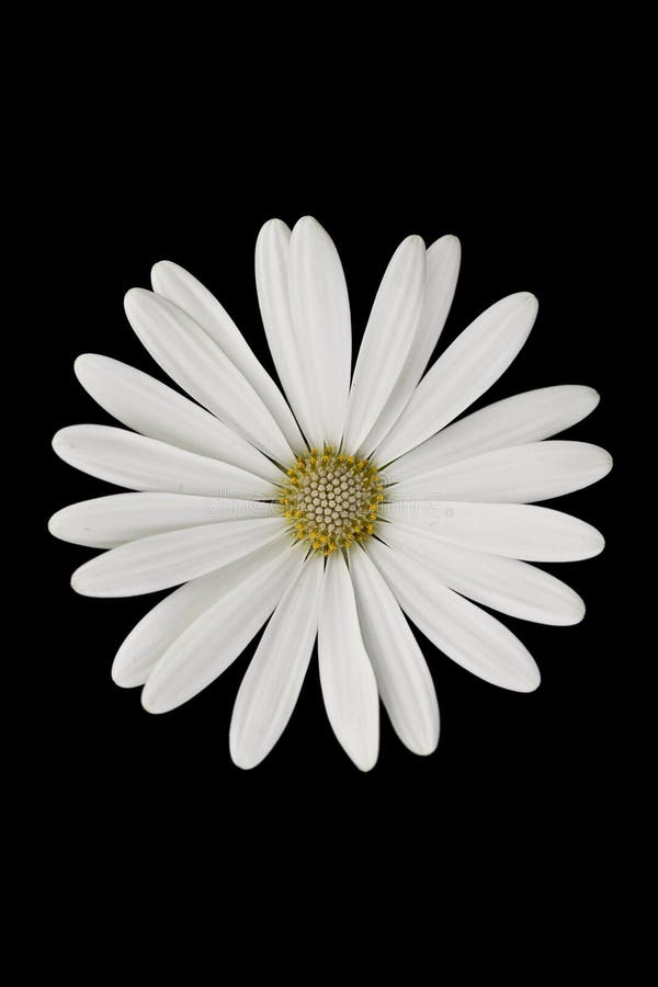23,037 Daisy Flower Black Background Stock Photos - Free & Royalty-Free ...