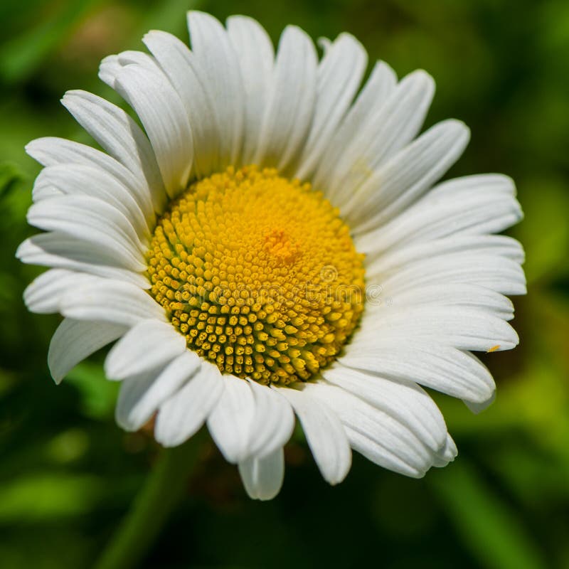 Daisy Flower foto de archivo. Imagen de verde, floral - 89400258