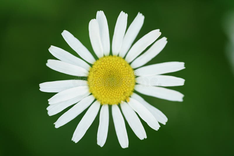 Daisy Flower from Above Closeup Photo Stock Image - Image of petal ...