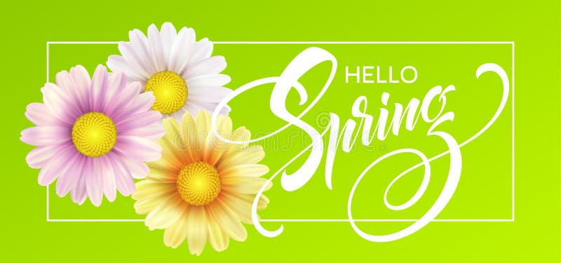 Daisy Flower Background and Hello Spring Lettering. Vector Illustration ...