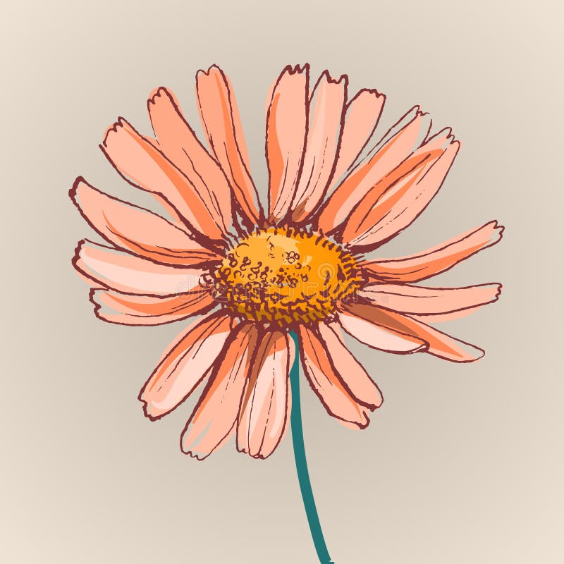 Daisy flower stock vector. Illustration of gerbera, drawing - 51672445