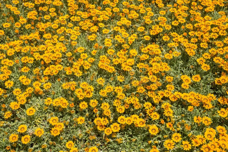 Daisy flower bed stock photo. Image of flowers, frame - 117900072