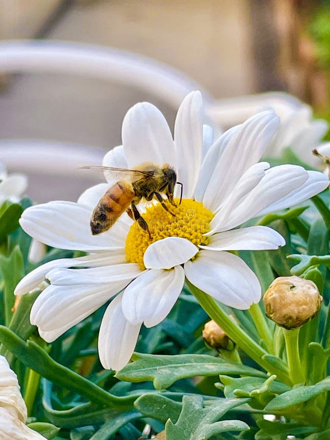 Daisy flower with bee stock photo. Image of notes, leafing - 314677688