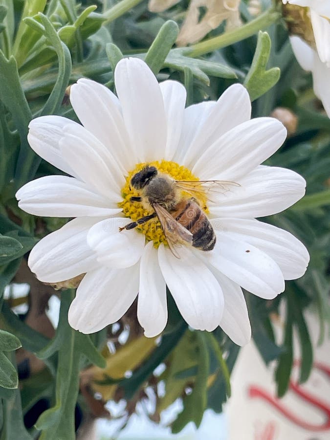 Daisy flower with bee stock image. Image of leafing - 314677499