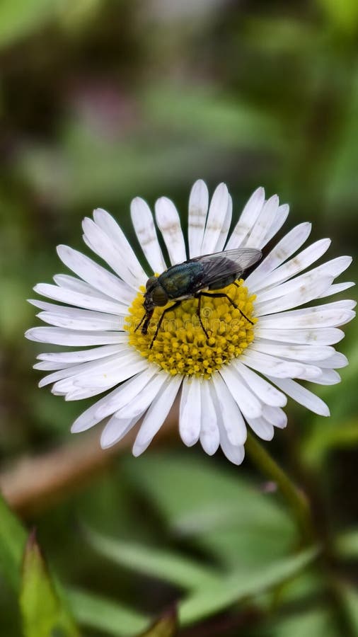 A Daisy Flower Being Landed on by a Fly on Mount Prau. Stock Photo ...