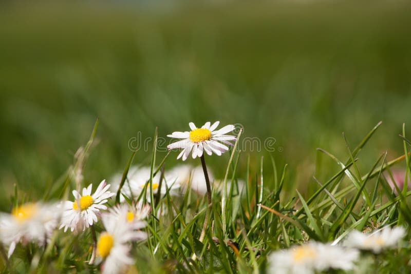 Daisy Flower Standing in the Sun Stock Photo - Image of standing ...