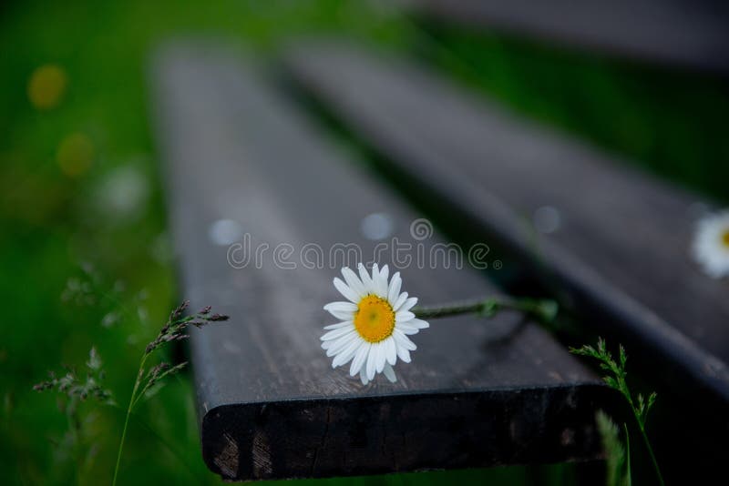 Daisy Flower with Bench in the Park Stock Image - Image of florist ...