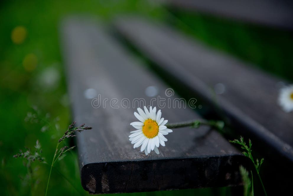 Daisy Flower with Bench in the Park Stock Image - Image of florist ...