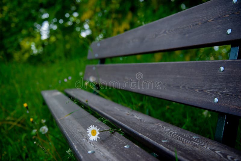 Daisy Flower with Bench in the Park Stock Image - Image of park ...