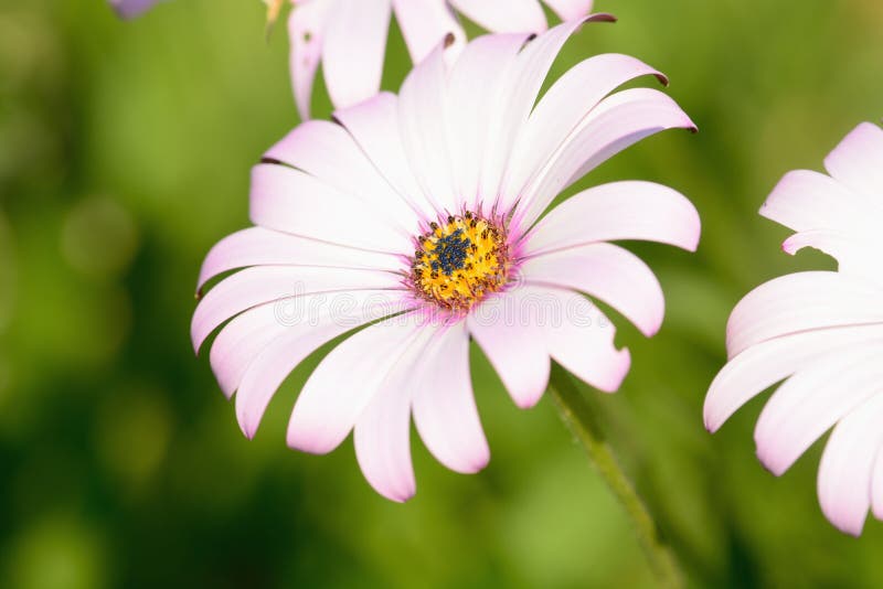 Daisy flower in bloom stock photo. Image of beautiful - 107762064