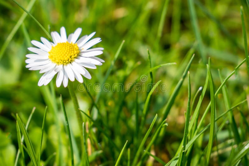 Daisy Flower Blooms in Spring Stock Image - Image of close, space ...