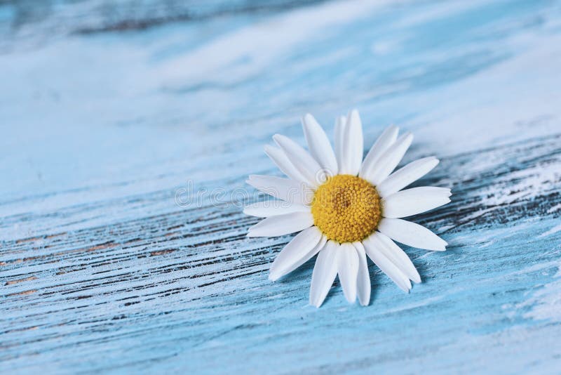 Daisy Flower on a Blue Wooden Surface Stock Photo - Image of empty ...