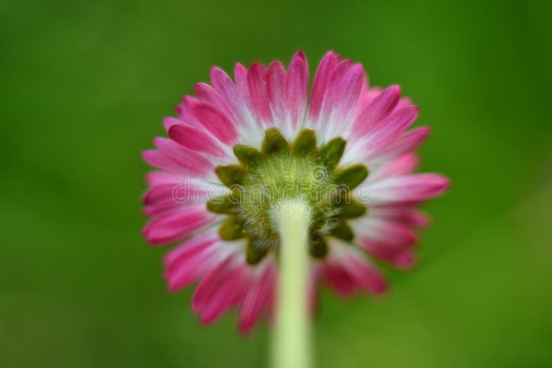 Daisy flower stock image. Image of head, gerber, botanical - 86482033