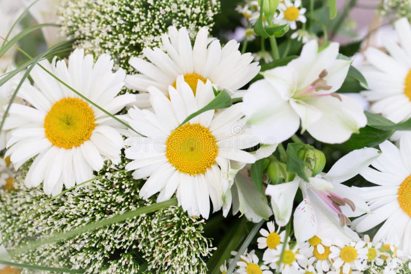 Daisy flower bouquet stock image. Image of bunch, plant - 51038595