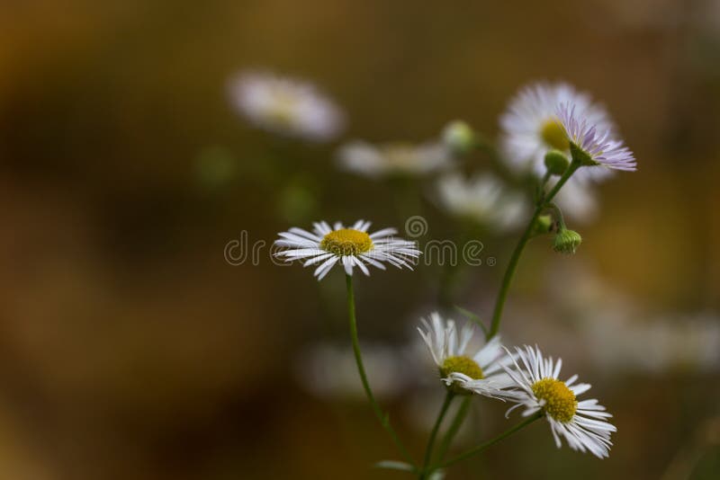 Daisy Flower on the Autumn Background Stock Image - Image of leaf ...