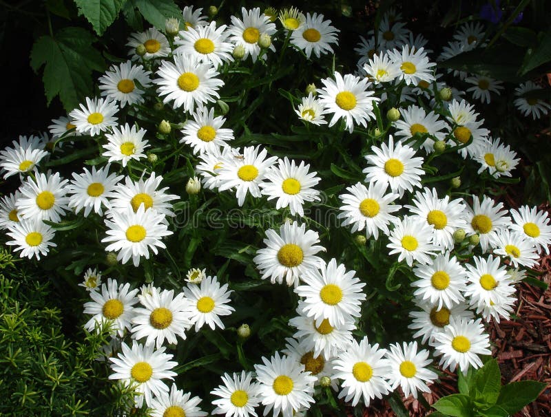 Daisy flower bush stock photo. Image of bush, landscape - 80003874
